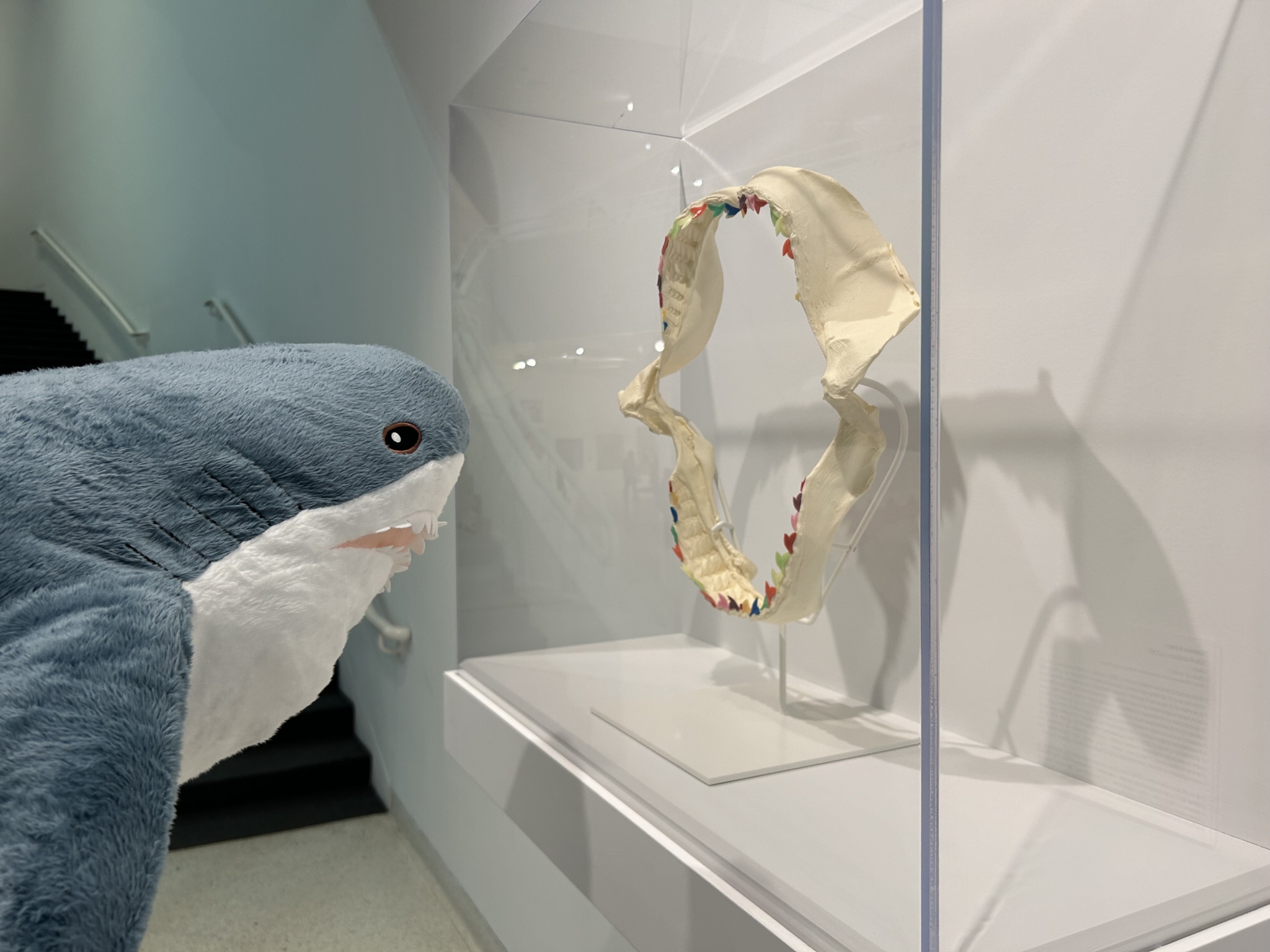 NSU Students Faculty and Staff – NSU Art Museum Fort Lauderdale